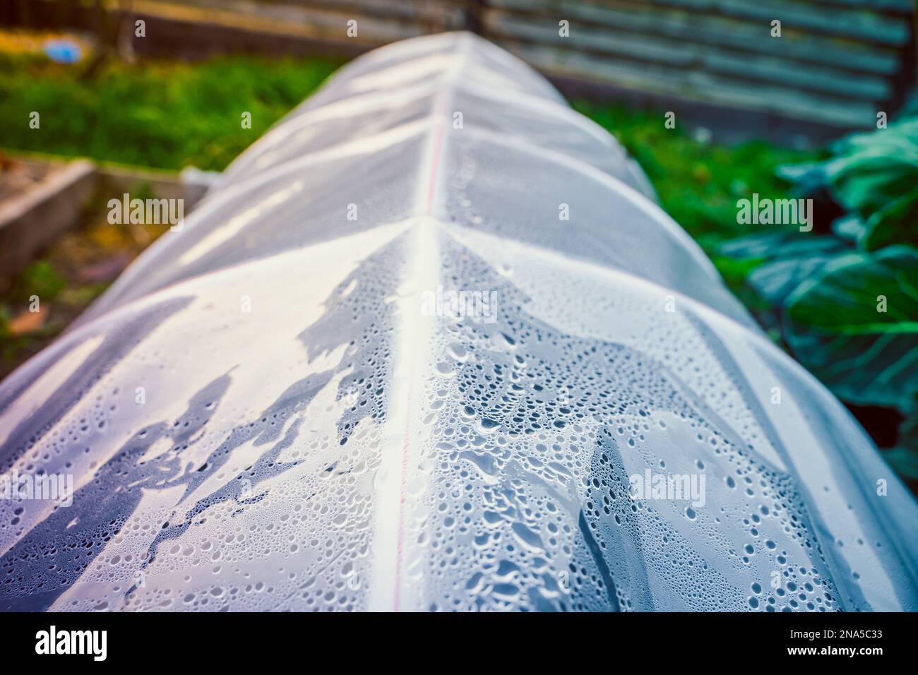 Misted homemade greenhouse close-up on the garden bed. Condensation on ...