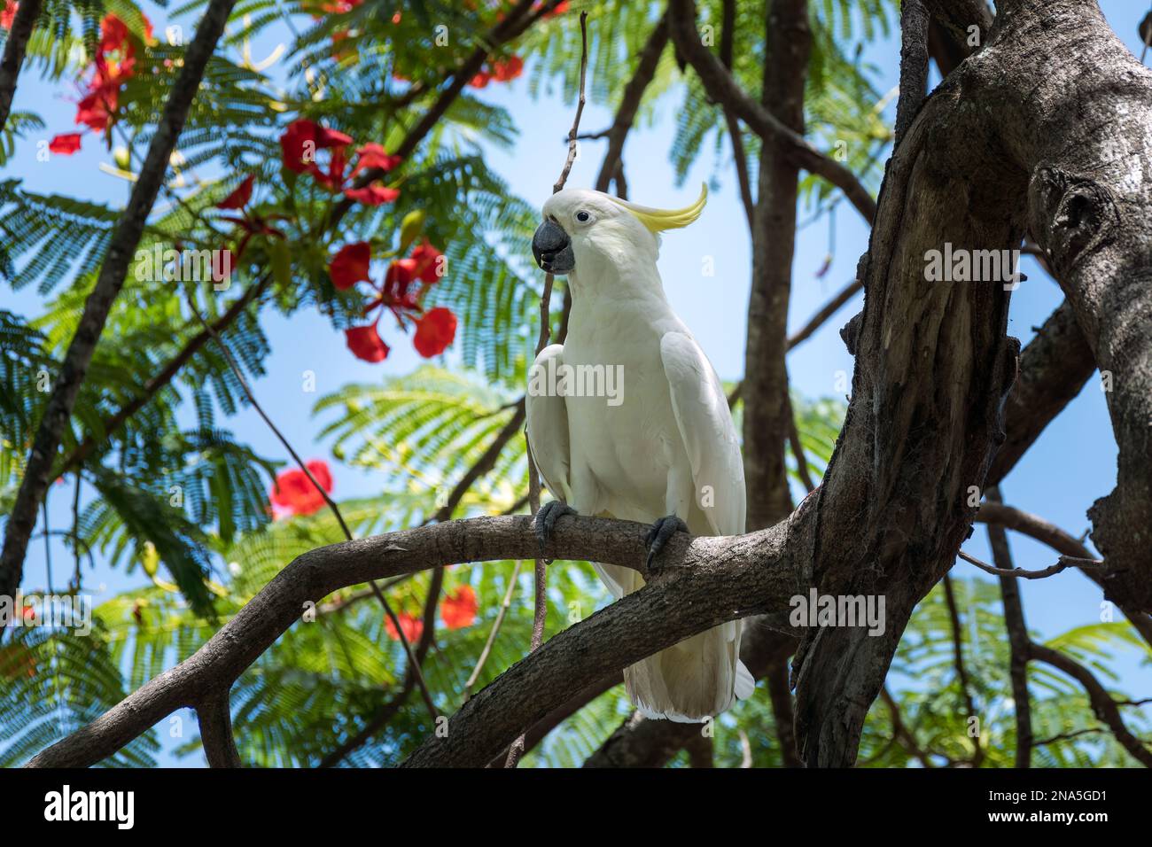 Australian Sulphur-crested Cockatoo sitting on branch in tree eating ...