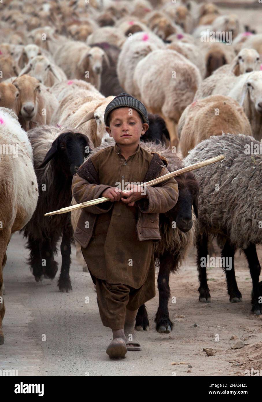 A young Pakistani shepherd escorts his herd in suburbs of Islamabad ...