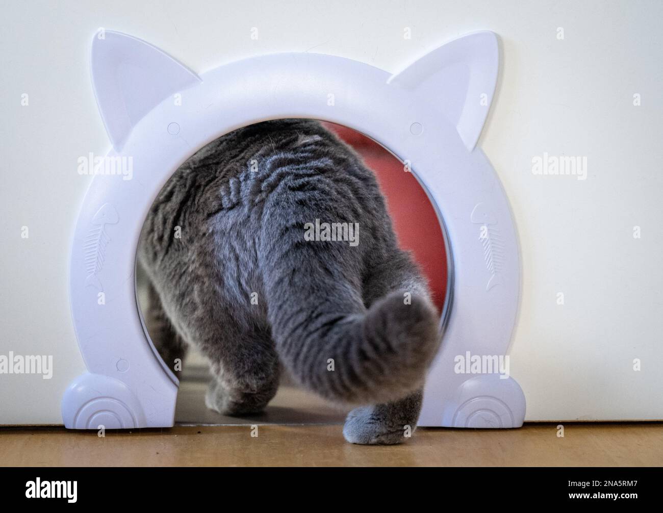Chemnitz, Germany. 09th Feb, 2023. Cat "Teddy" retreats to a quiet room ...