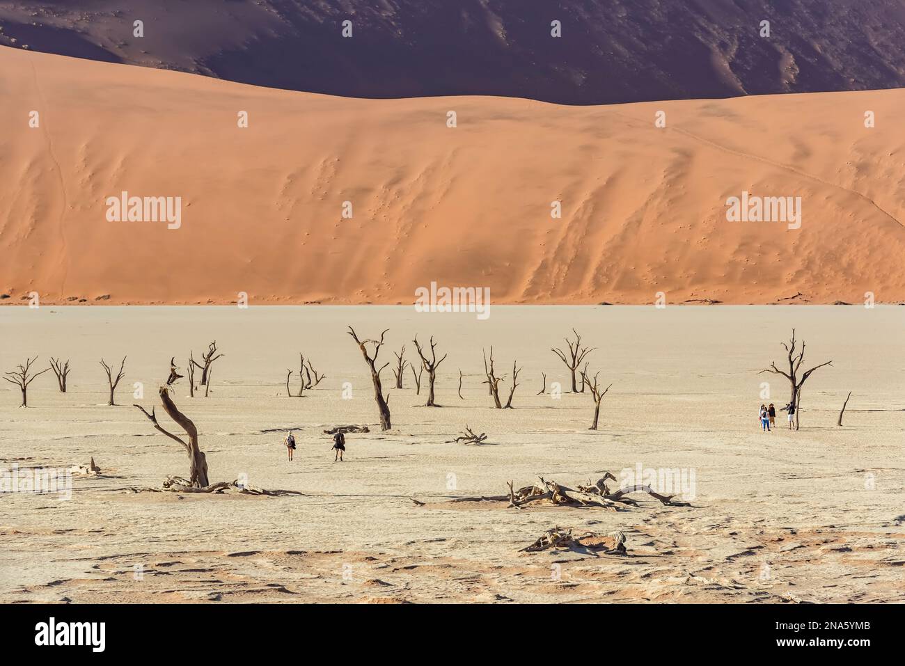 Deadvlei, a white clay pan surrounded by the highest sand dunes in the ...