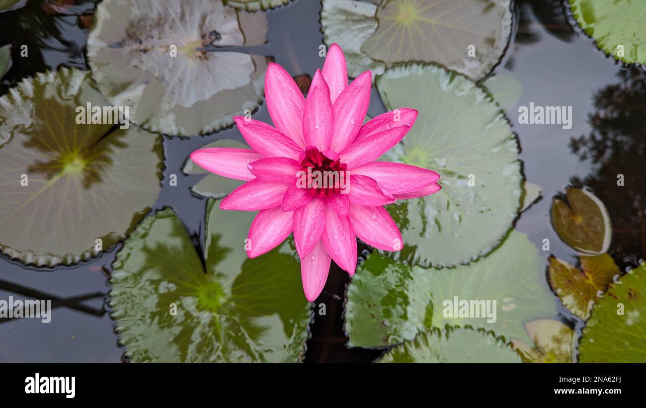 stuuning image of a full bloom pink lotus flower at the center of a ...