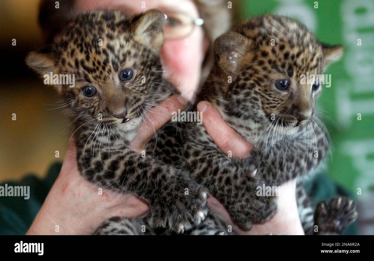 Seven weeks old Java male leopard Arjuna, left, and female leopard Sri ...