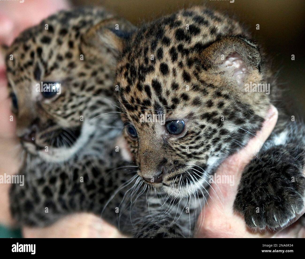 Seven weeks old Java male leopard Arjuna, left, and female leopard Sri ...