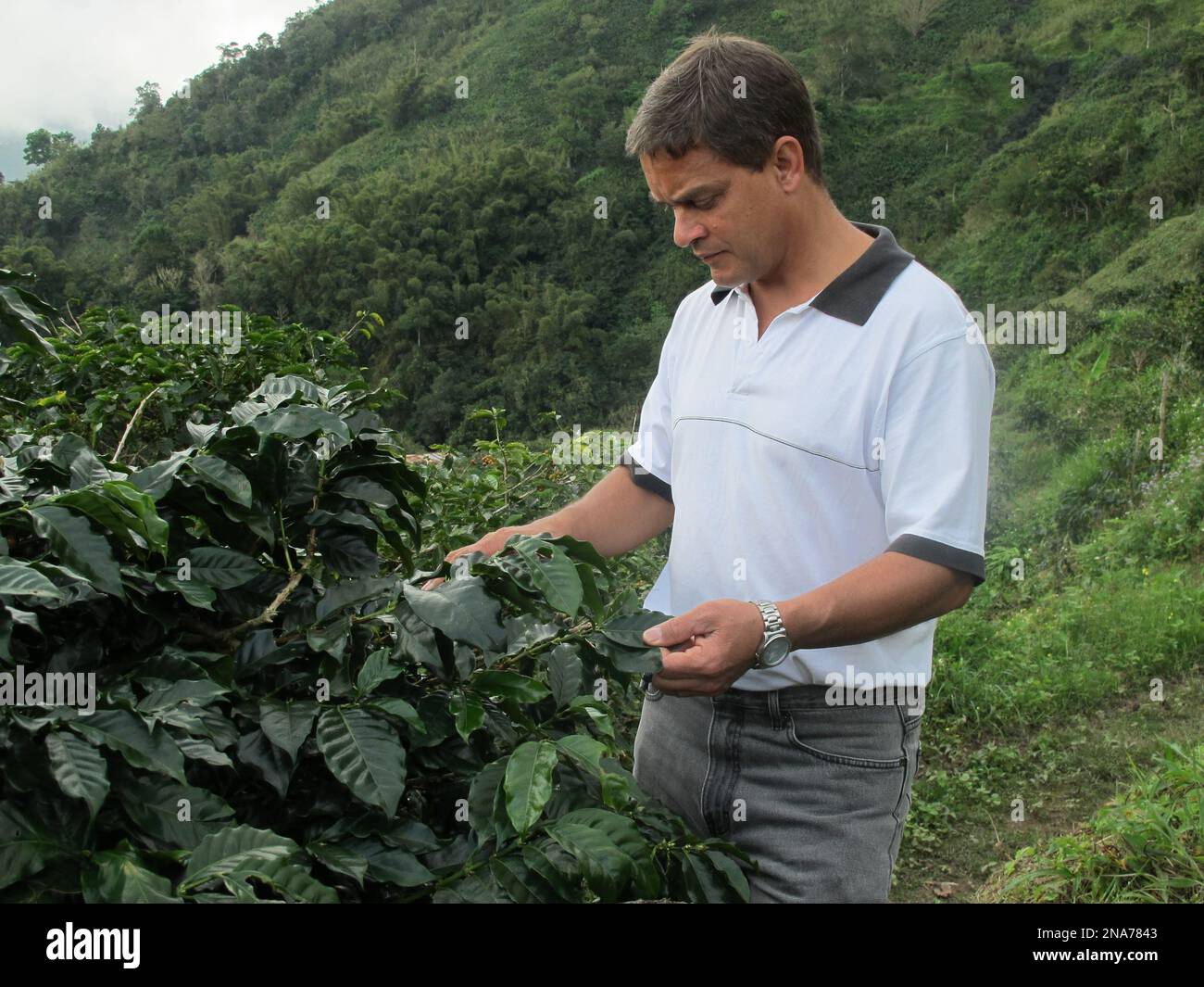 In this picture taken on Feb. 18, 2012, coffee farmer David Twyman ...