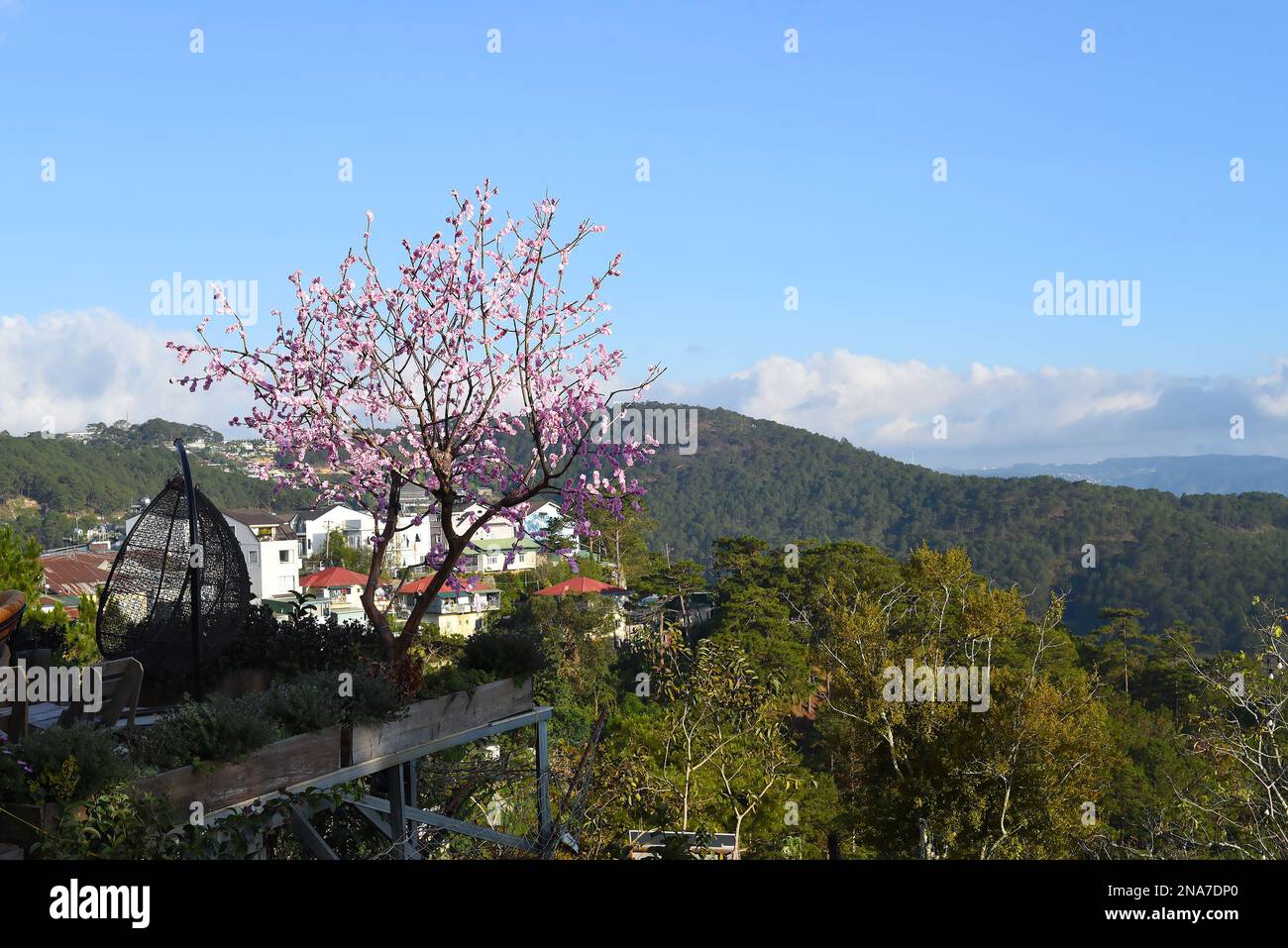 Growing sakura tree growing in Vietnam against the blue sky Stock Photo ...