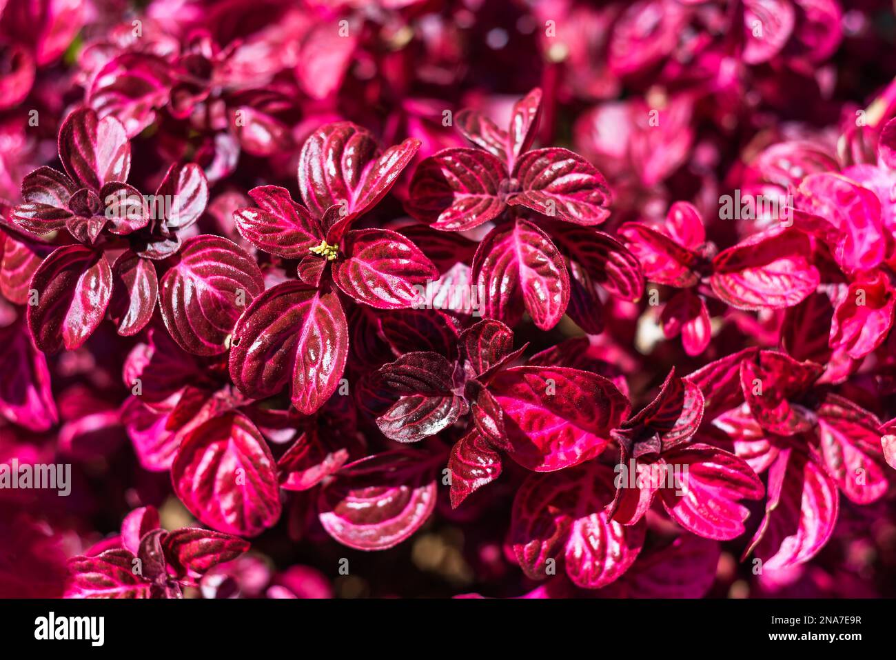 Iresine flowers or Bloodleaf plant growing in Da Lat Vietnam Stock ...
