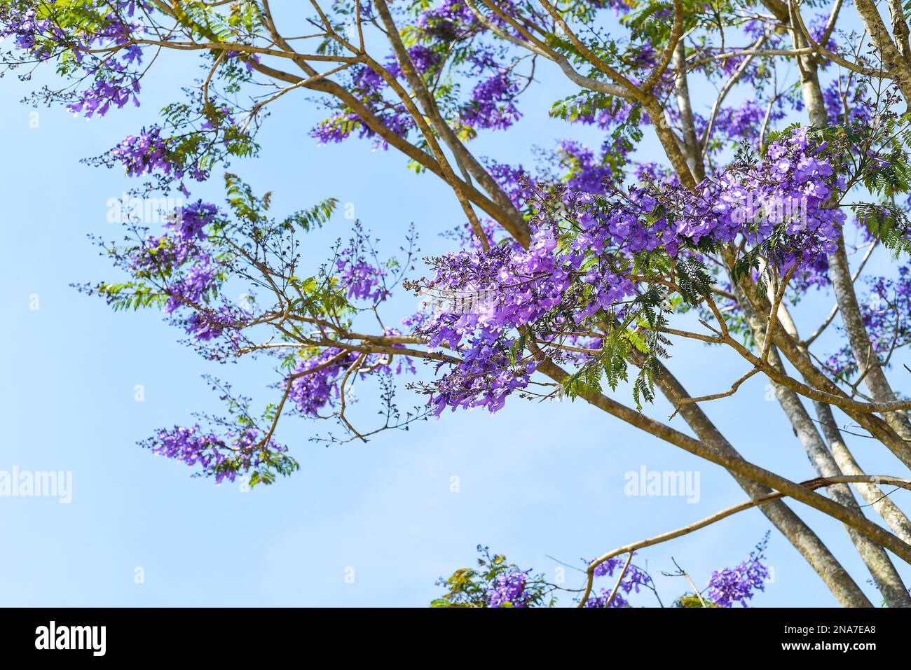 Branch of Jacaranda tree growing against blue sky in Da Lat Vietnam in ...