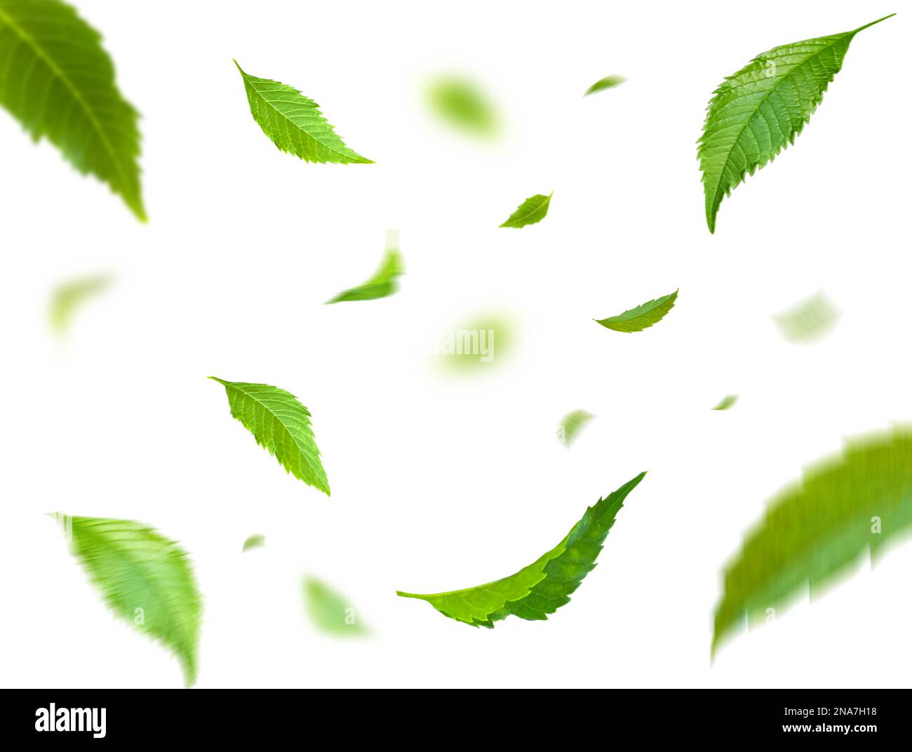What Are Floating Leaves