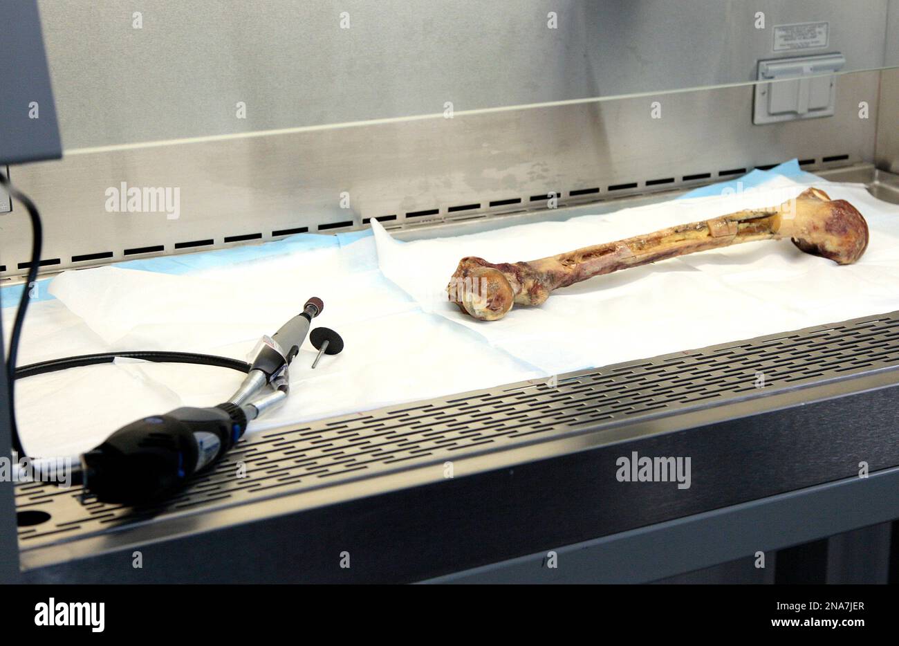 A femur bone used for training is shown at the State of California ...