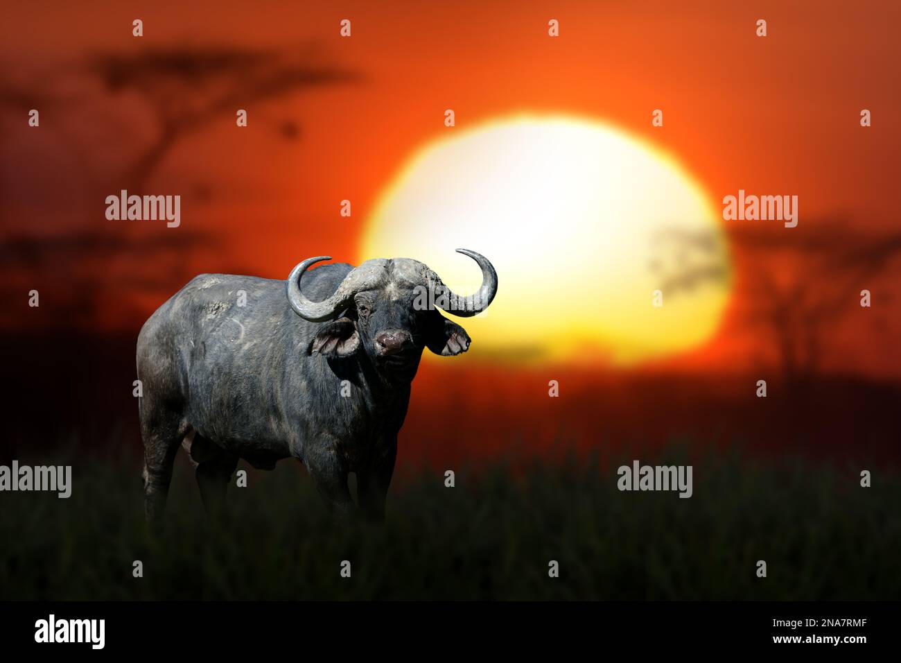 African landscape with close buffalo and big sun. Savannah sunset ...
