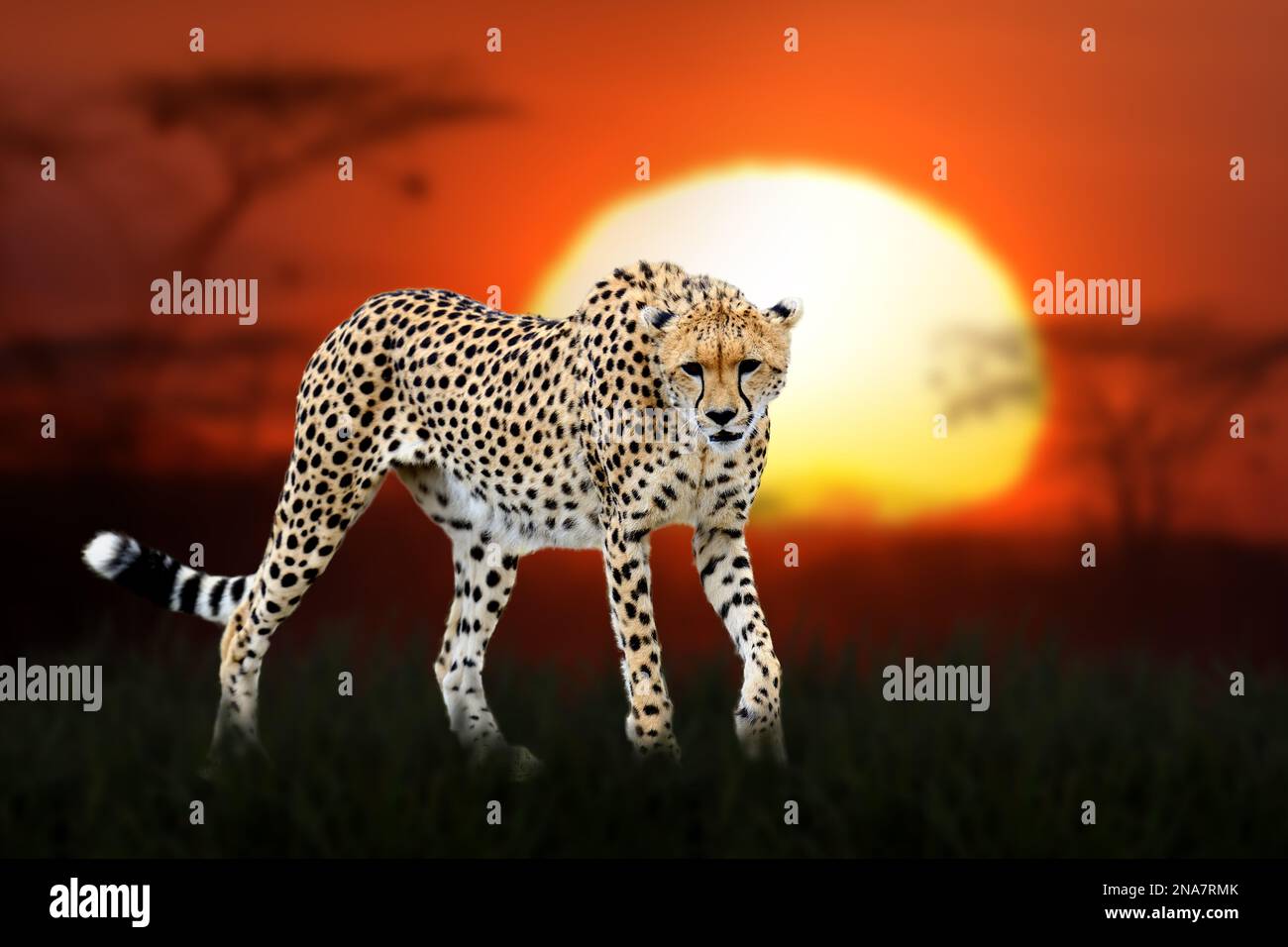 African landscape with close cheetah and big sun. Savannah sunset ...