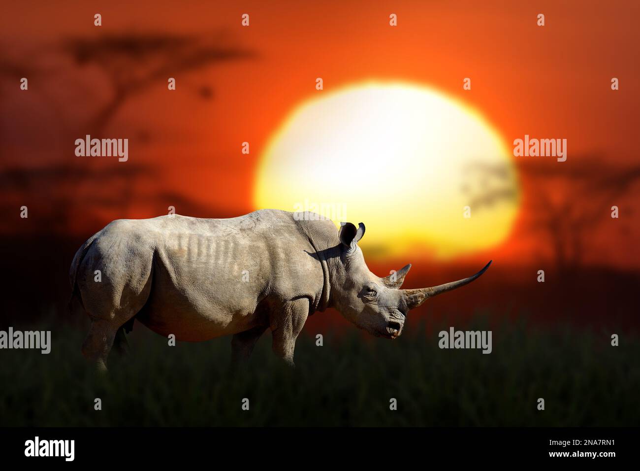 African landscape with close rhino and big sun. Savannah sunset ...