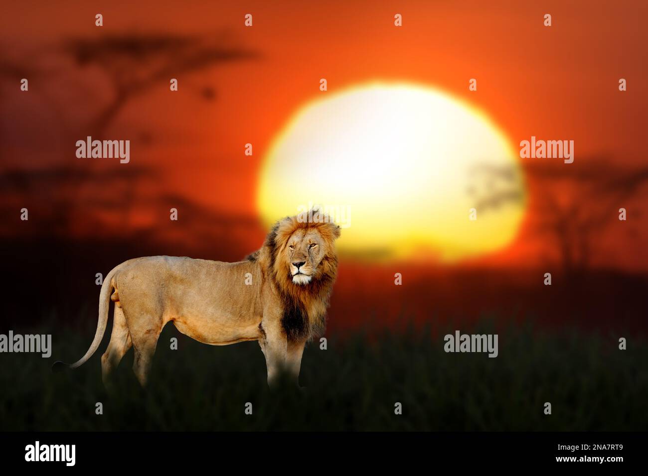 African landscape with close lion and big sun. Savannah sunset ...