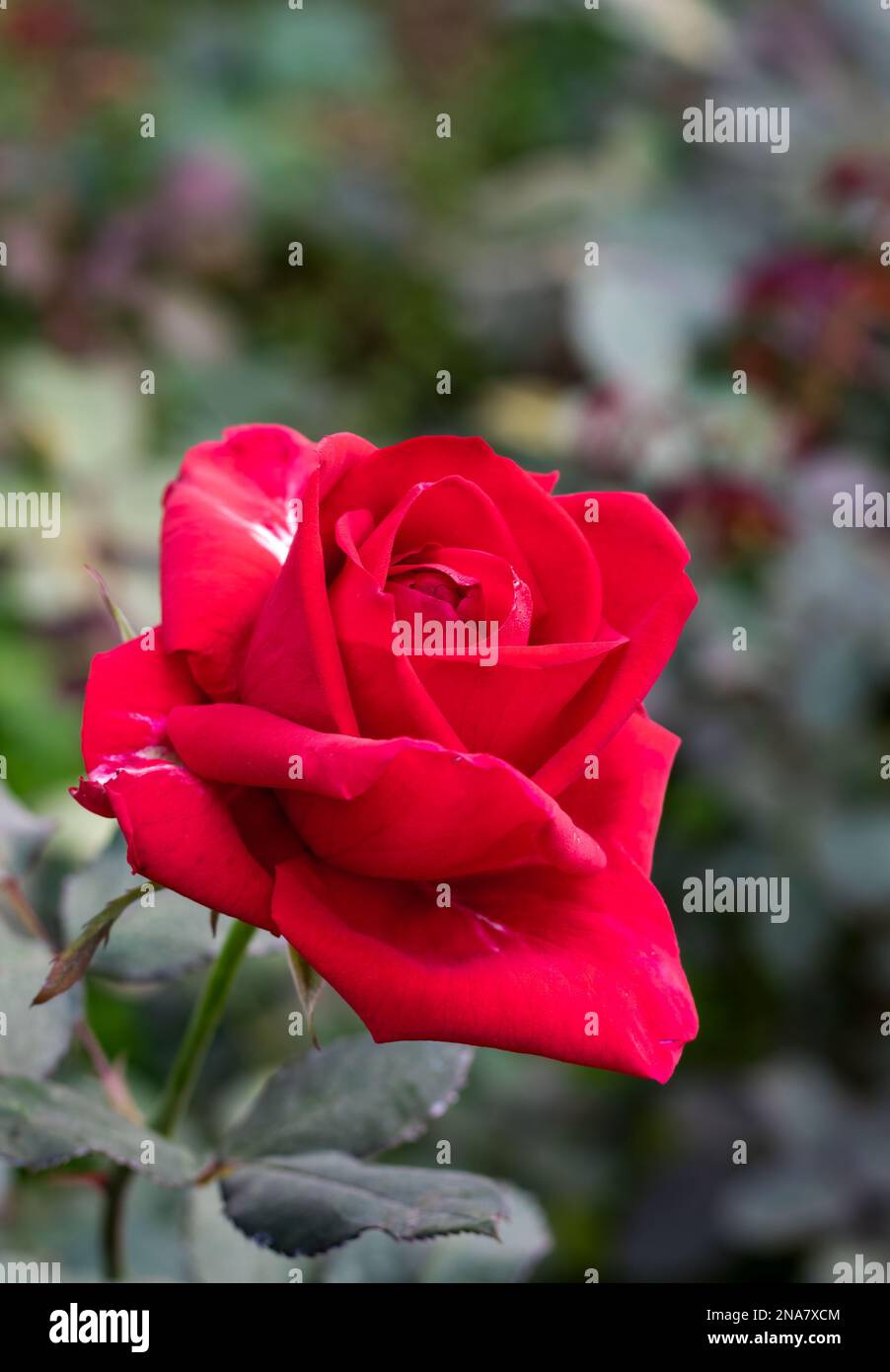 Fully bloomed red rose hi-res stock photography and images - Alamy