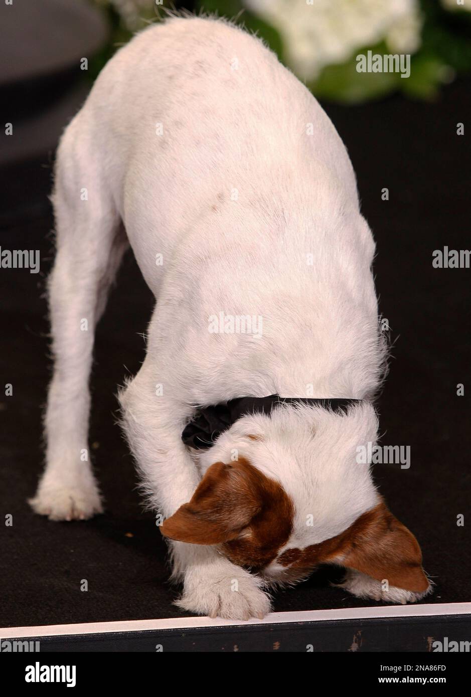 Uggie the dog, from the film "The Artist" takes a bow in the press room ...