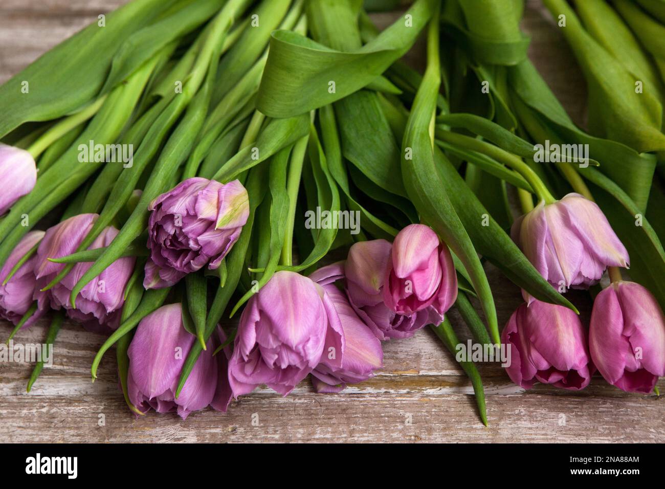 Tulip flowers on wooden background. Spring design Stock Photo - Alamy