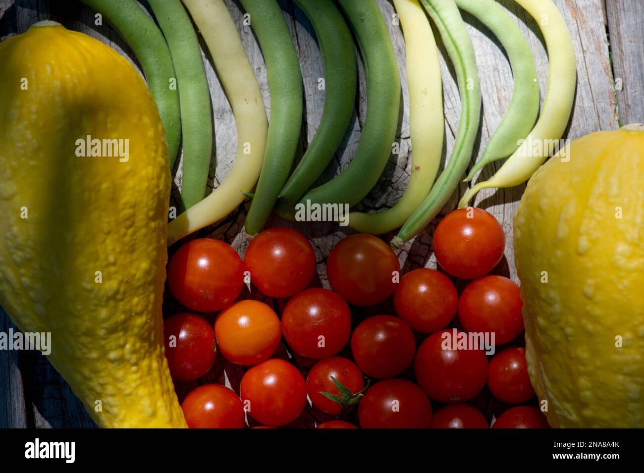 Summer vegetable garden harvest (summer crookneck squash, cherry ...