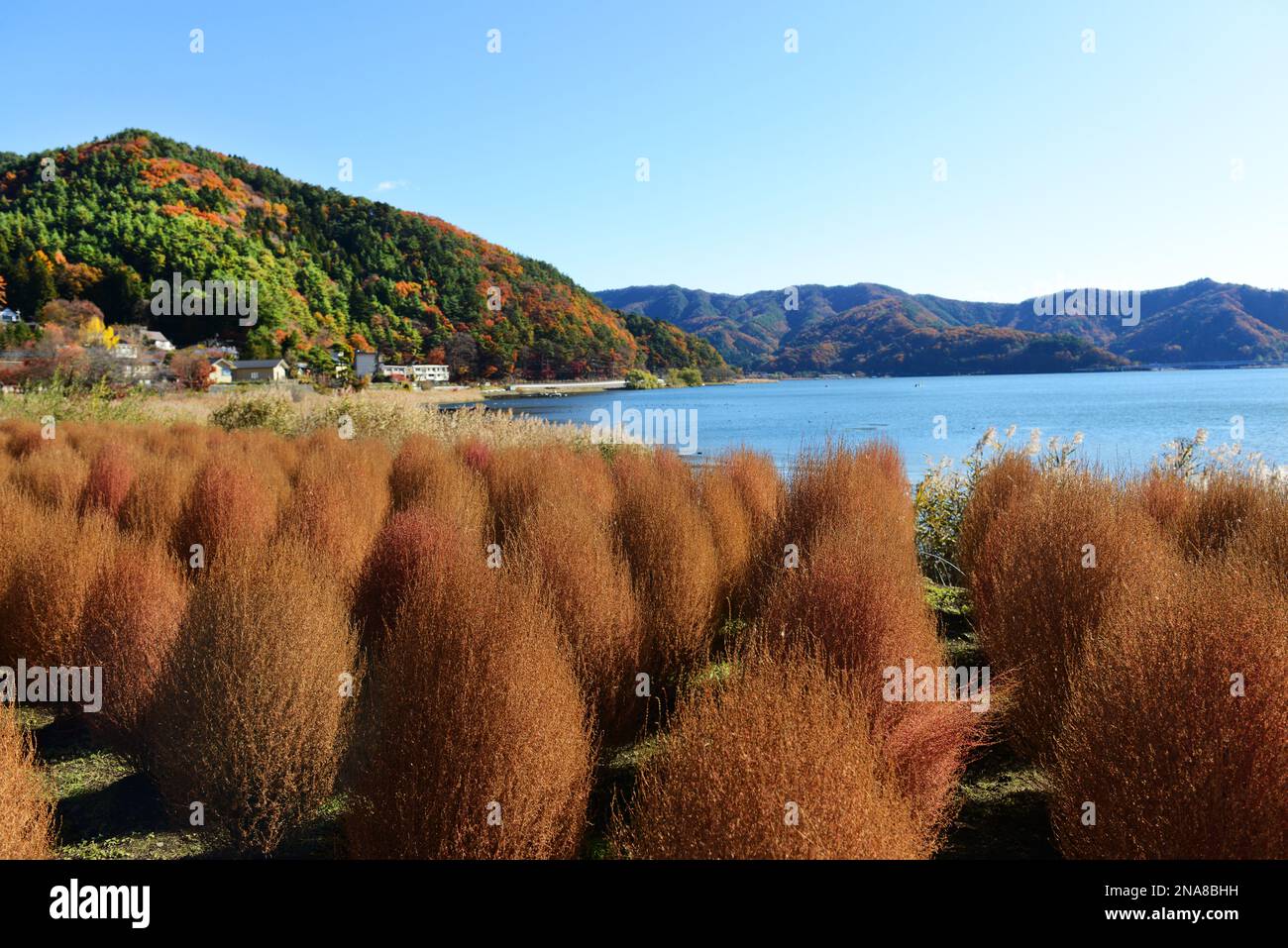 Autumn colors around Lake Kawaguchiko in Yamanashi prefecture, Japan ...