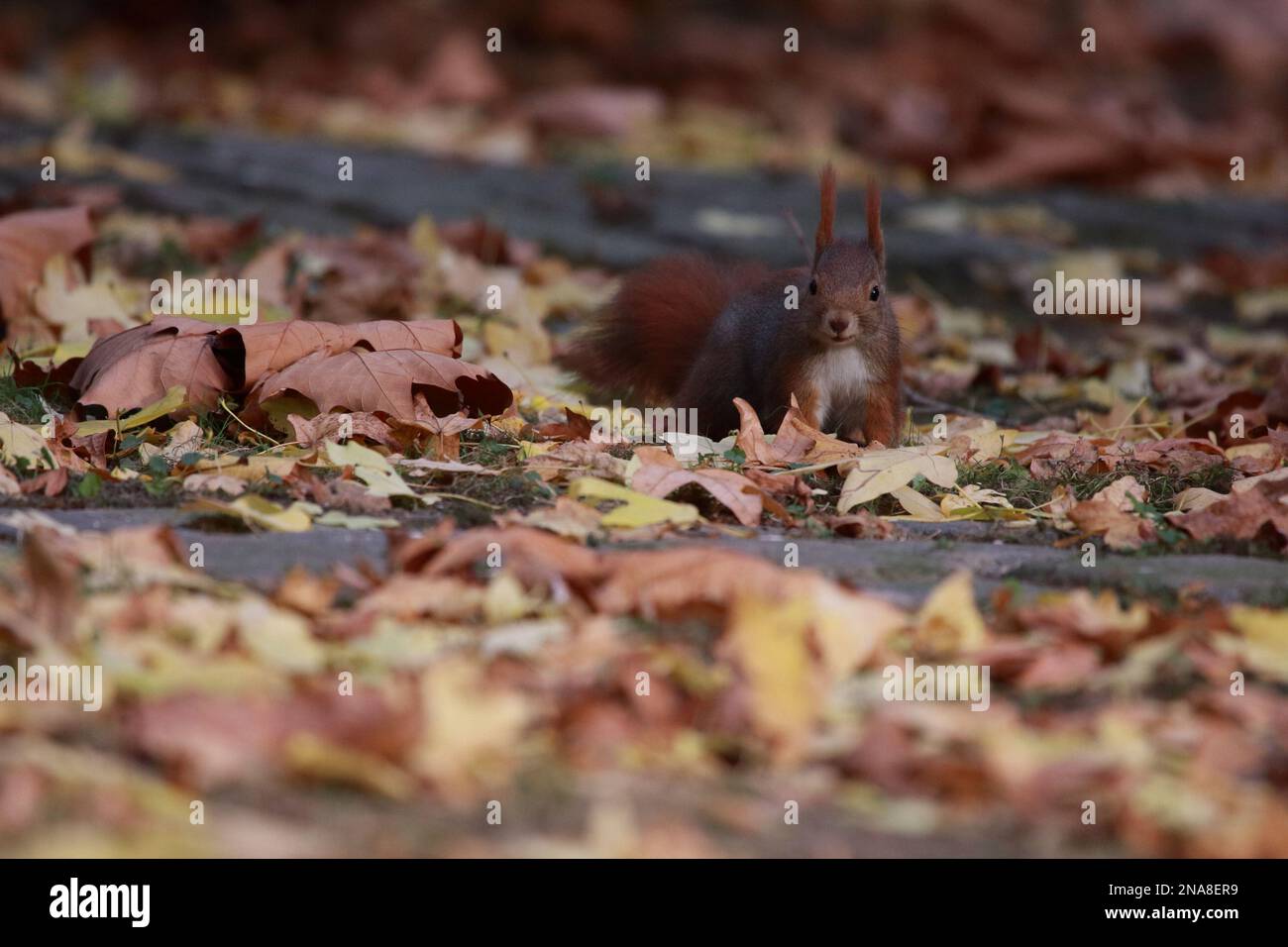 Red european squirrel hi-res stock photography and images - Alamy