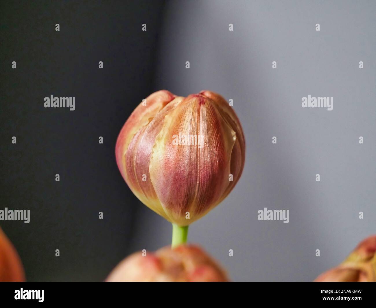Budding tulip hi-res stock photography and images - Alamy