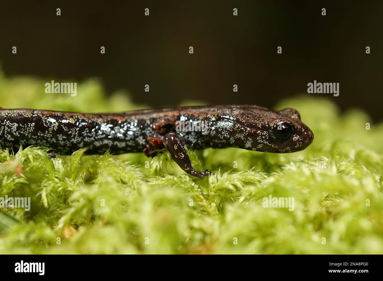 Natural closeup on the rare and endangered Oregon slender salamander ...