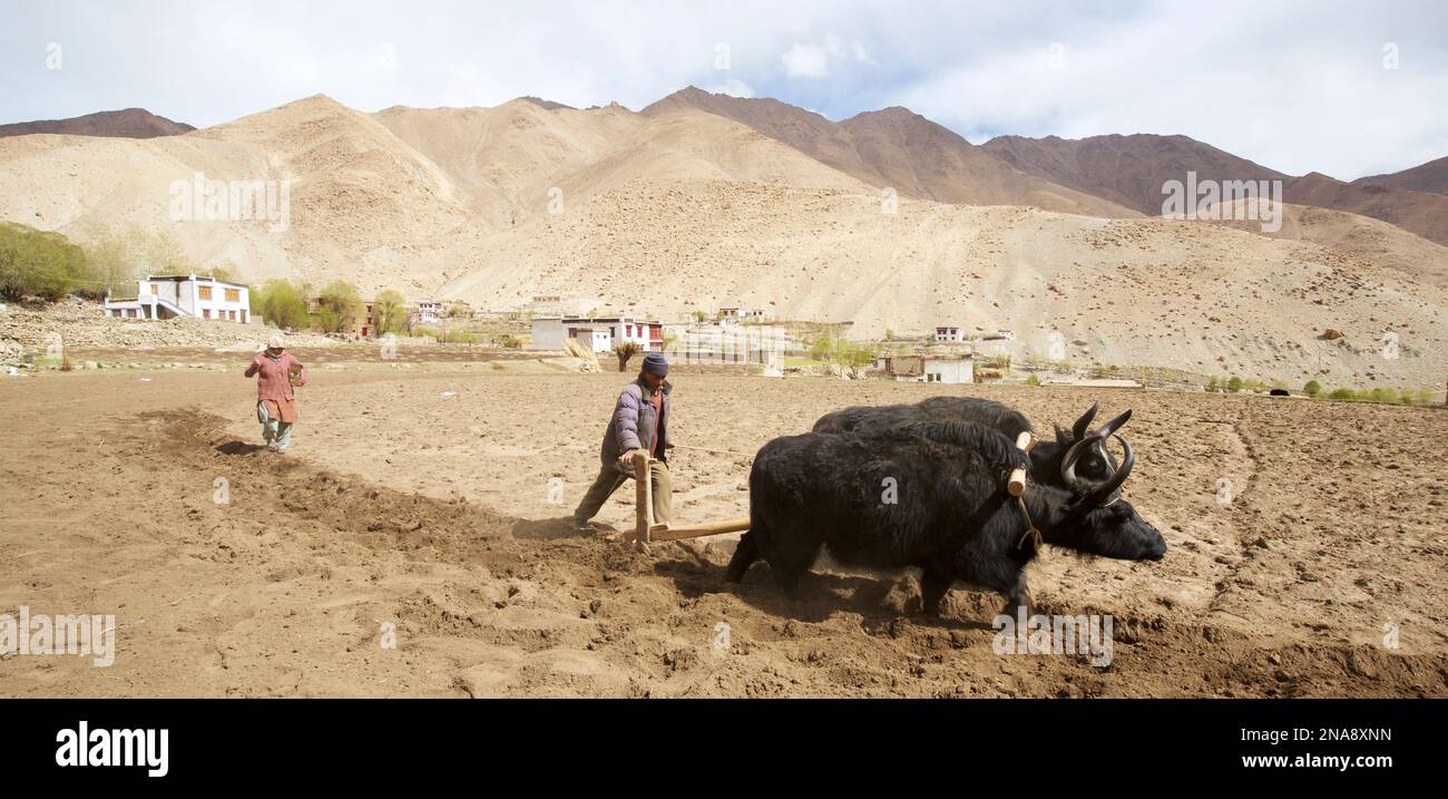 Farmer ploughing field with domesticated yaks in a rural village of the ...