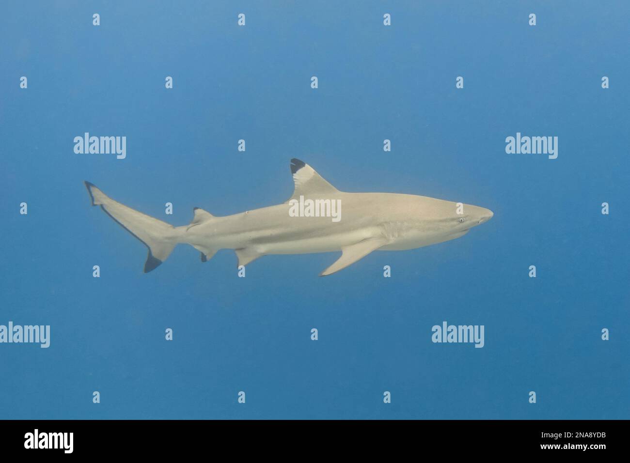 New caledonia reef shark hi-res stock photography and images - Alamy
