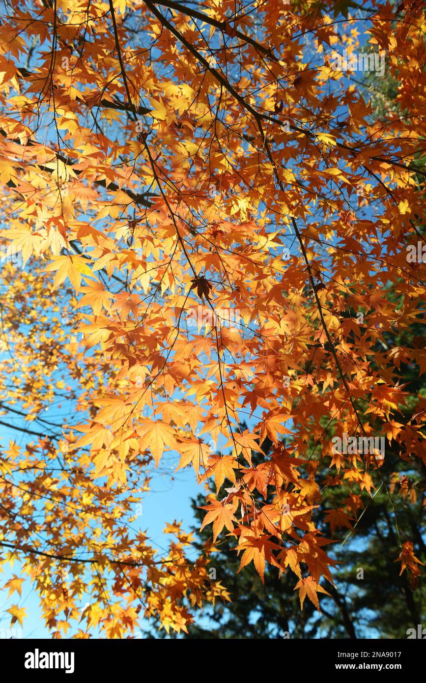 Trees changing colors during autumn at the Arakurayama Sengen park in ...