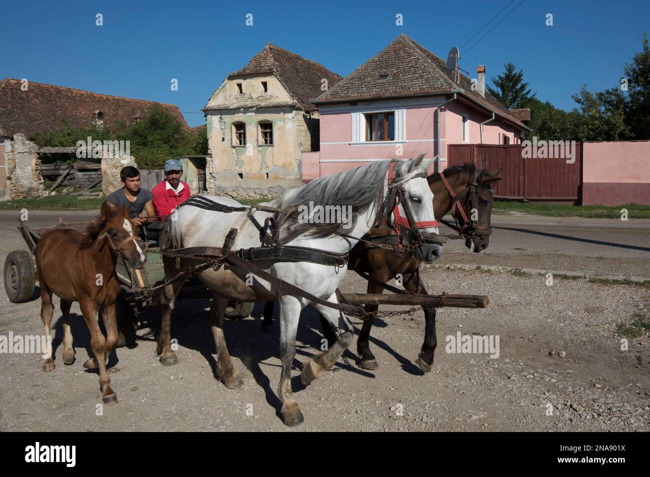 Horse and cart with foal in rural Saxon village, Transylvania, Romania ...