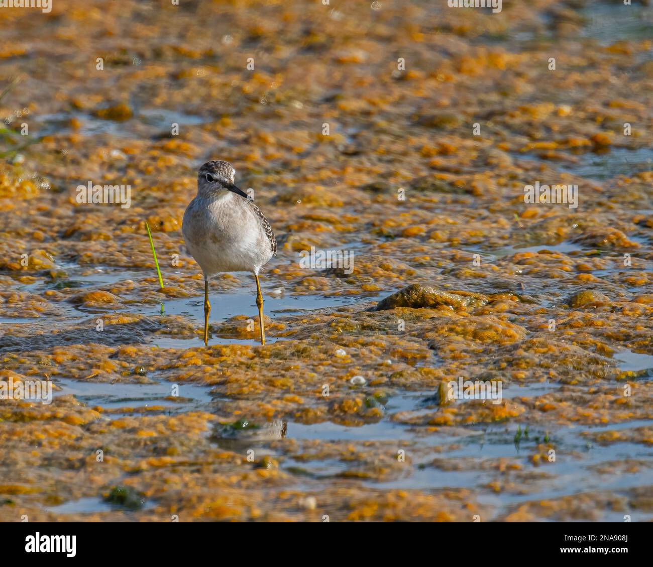 Standing sand piper hi-res stock photography and images - Alamy