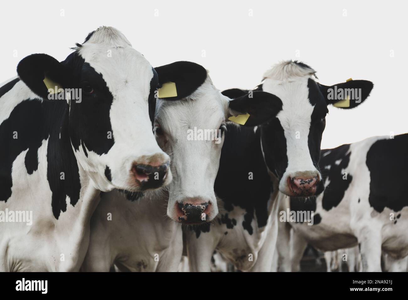 Husbandry many hi-res stock photography and images - Alamy