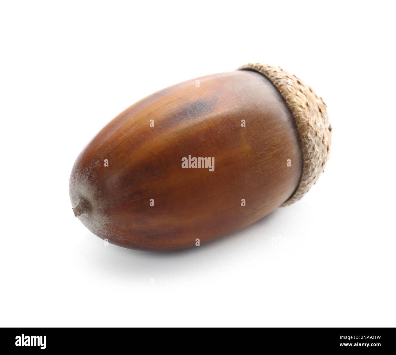 Beautiful brown acorn on white background. Oak nut Stock Photo - Alamy