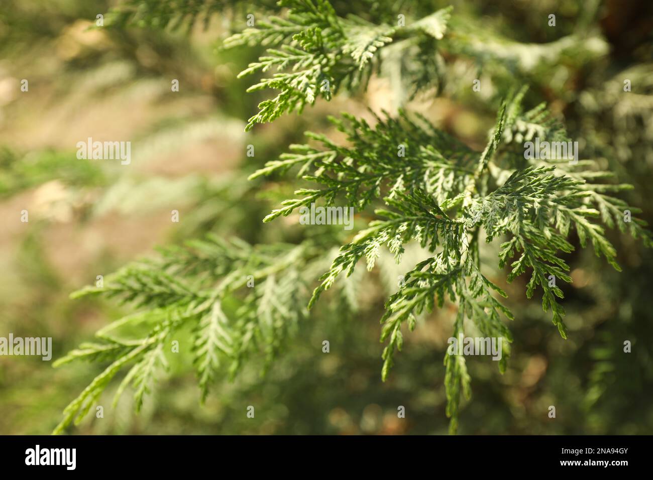 Green thuja tree hi-res stock photography and images - Alamy