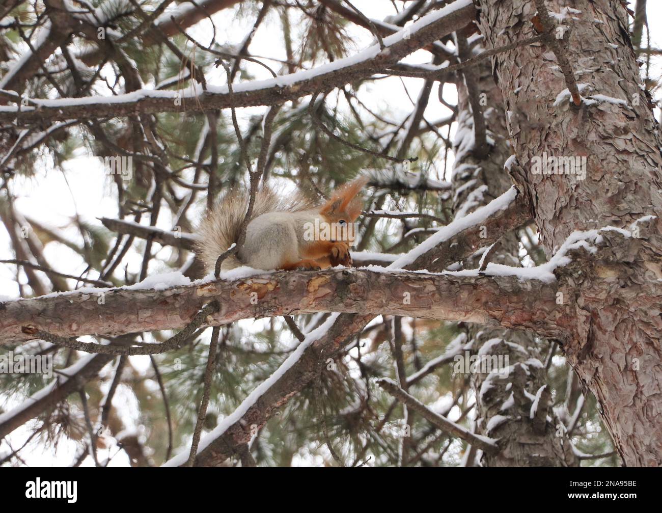Cute squirrel on conifer tree in snowy forest Stock Photo - Alamy