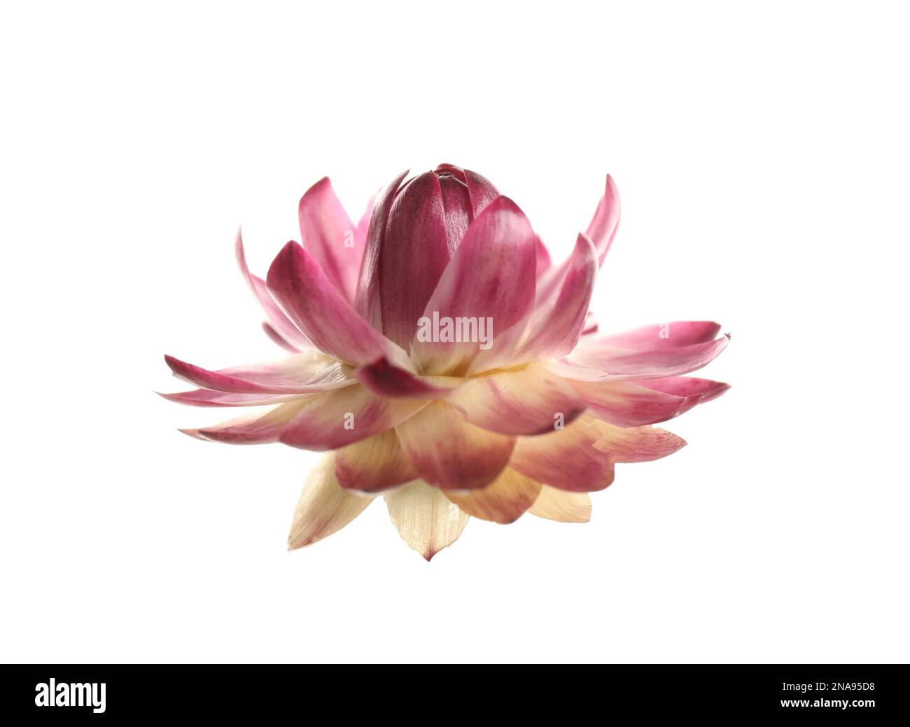 Beautiful flower helichrysum Cut Out Stock Images & Pictures - Alamy