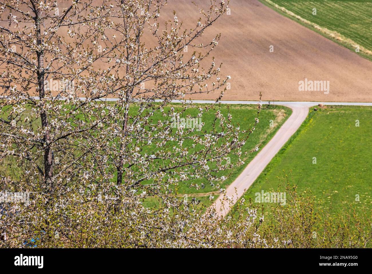Cherry blossom in the countryside at spring Stock Photo - Alamy