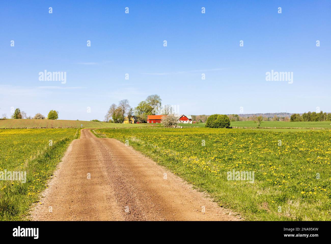 Dirt road in a beautiful rural landscape at springtime Stock Photo - Alamy