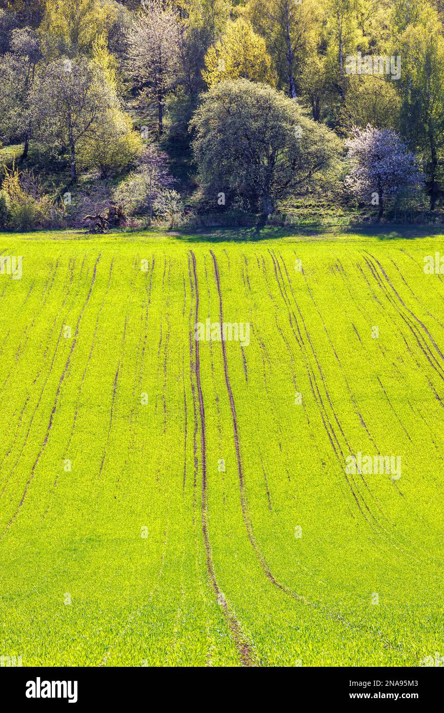 Rural landscape with a green field and budding trees at spring Stock ...