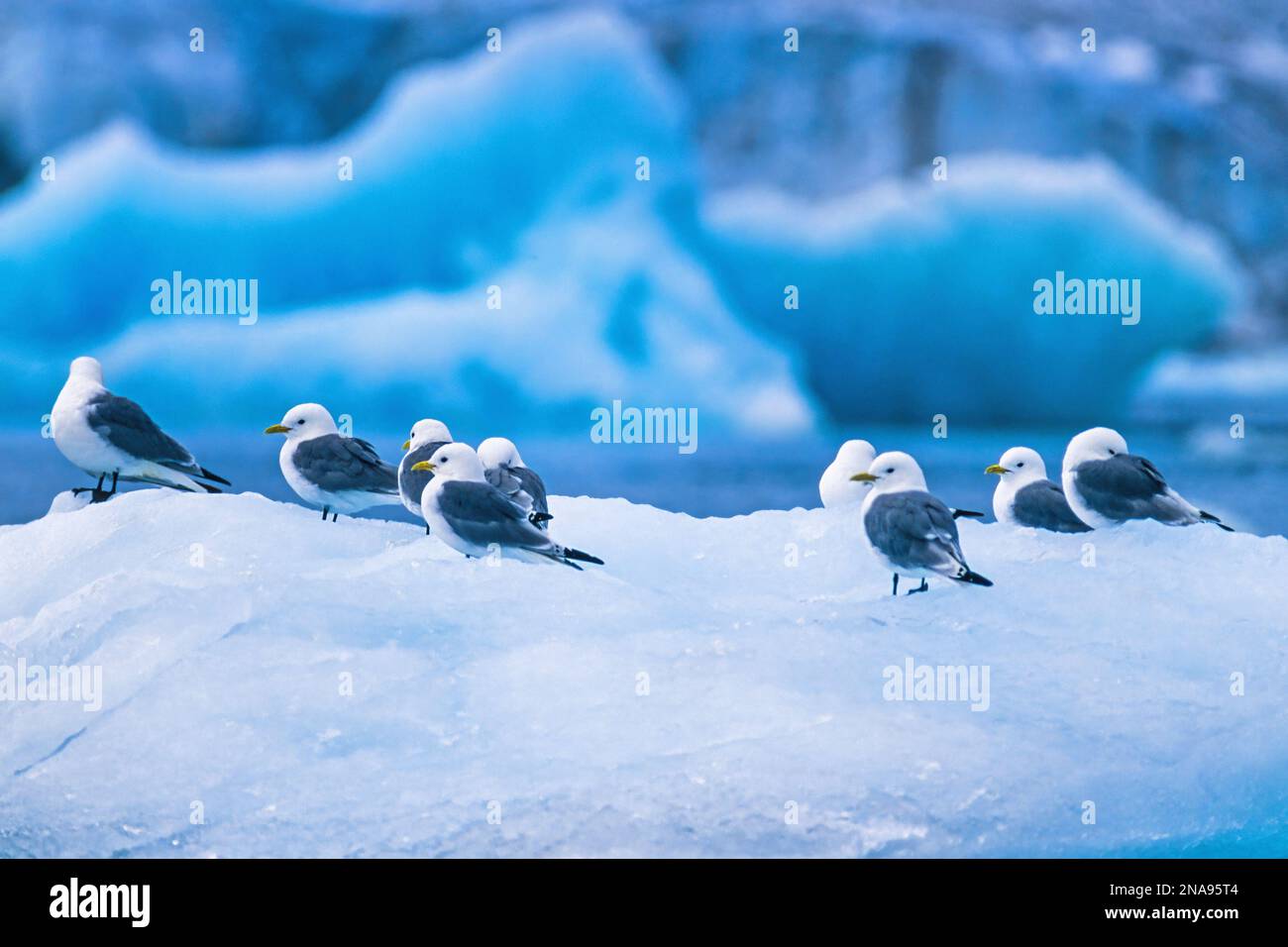 Flock of Black legged kittiwake resting on the ice in arctic Stock ...