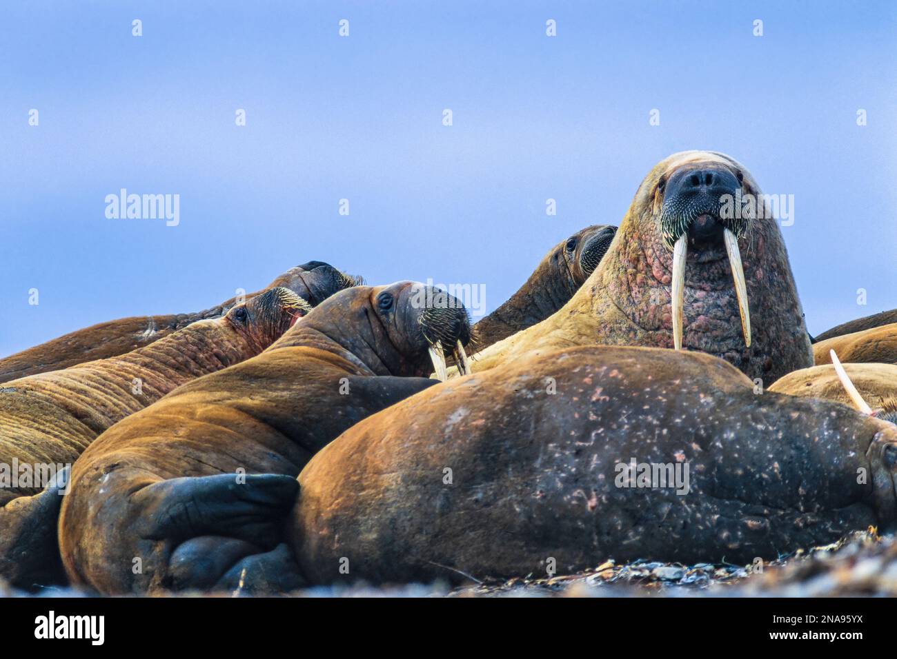 Walruses resting in the beach hi-res stock photography and images - Alamy