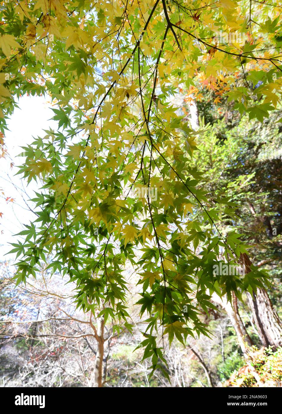 Trees changing colors during autumn at the Arakurayama Sengen park in ...