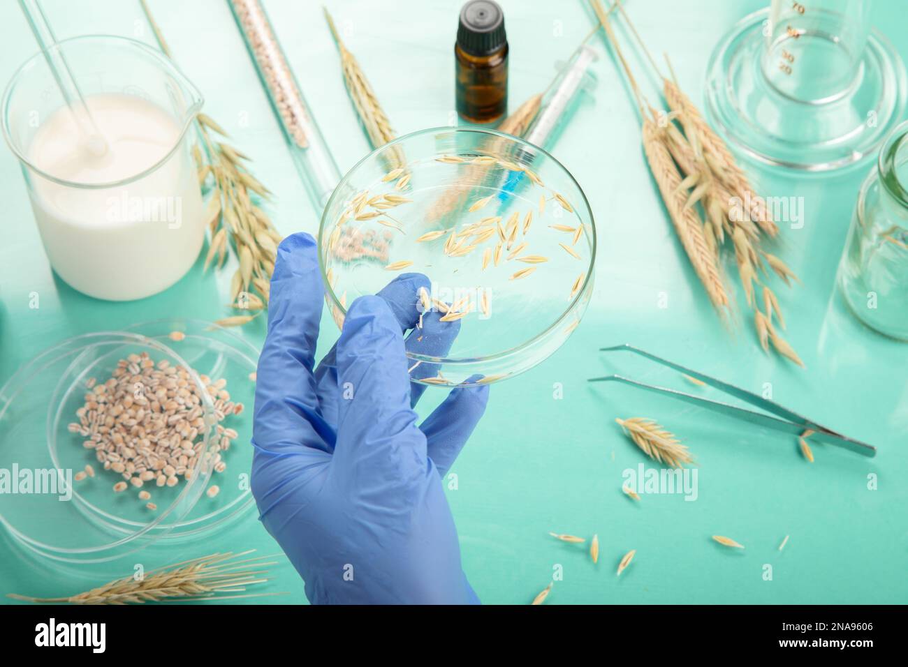 Analyzing agricultural wheat grains in laboratory. Wheat genetically ...