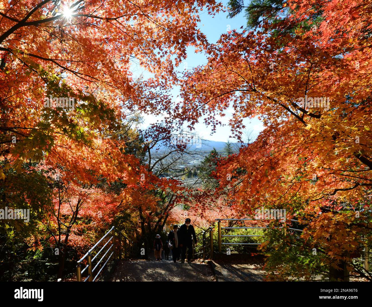 Trees changing colors during autumn at the Arakurayama Sengen park in ...
