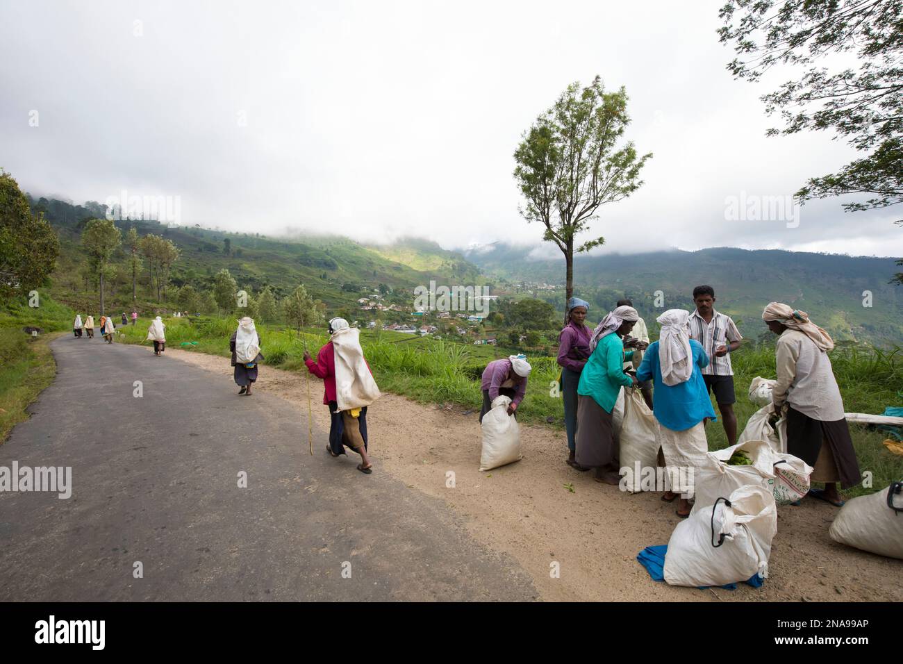 Tea Estate workers on the Dambatenne Tea Estate, Hill Country, Sri ...