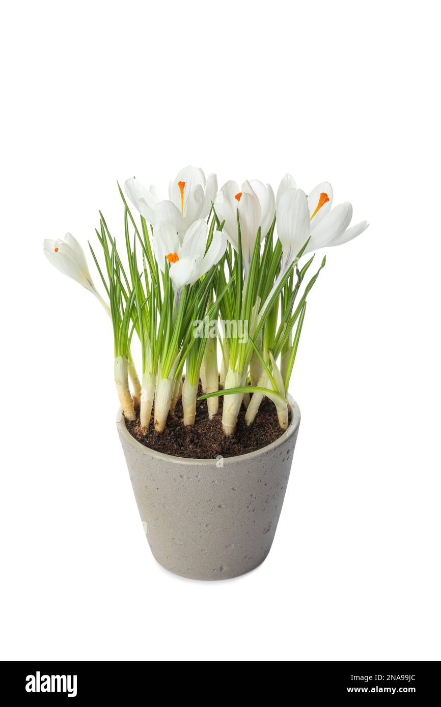 Beautiful potted crocus flowers isolated on white Stock Photo - Alamy