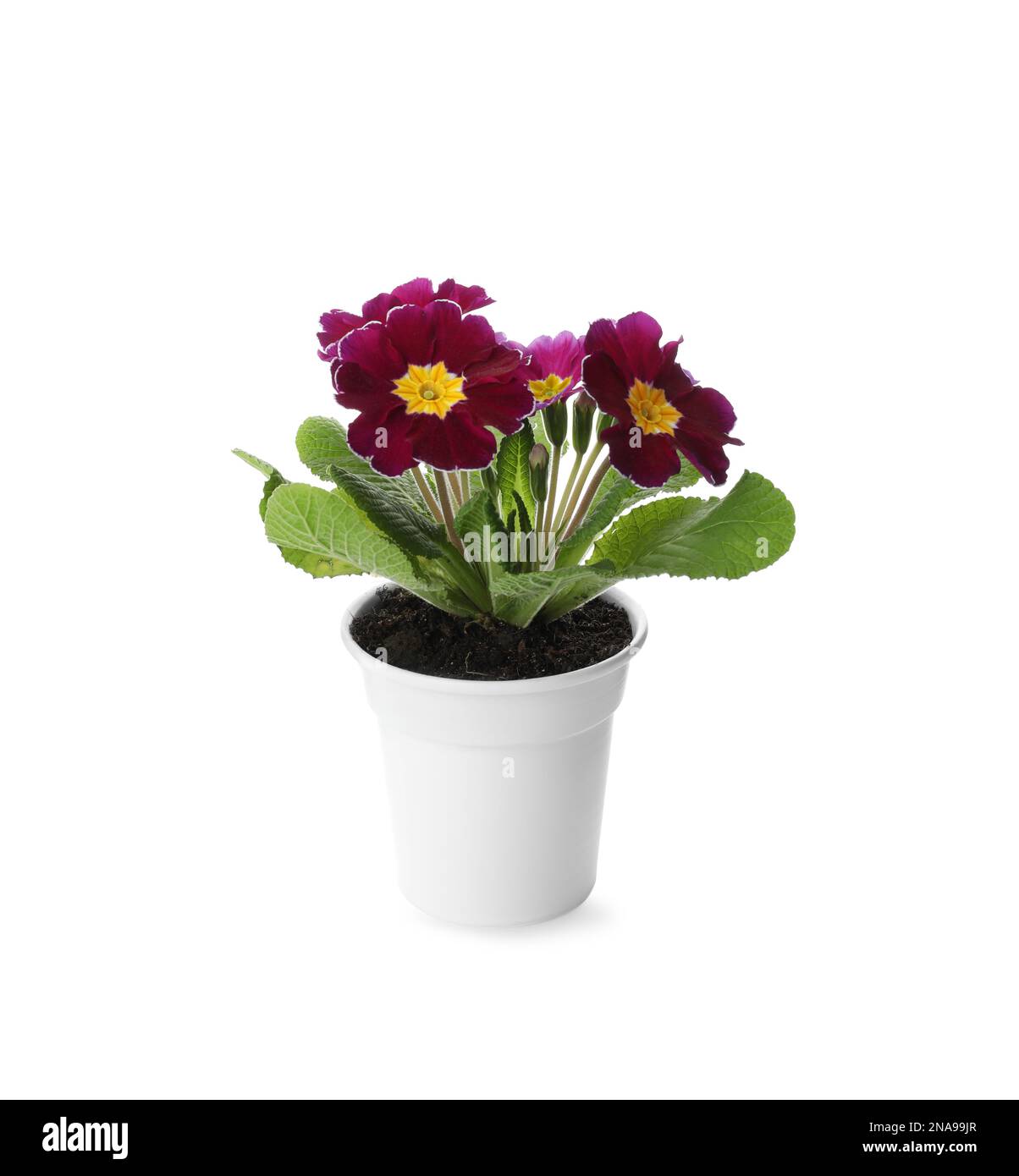 Beautiful potted primula flowers isolated on white Stock Photo - Alamy