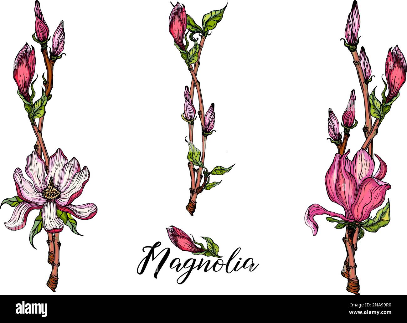 Set of vector flower arrangements with Magnolia flowers. Delicate ...