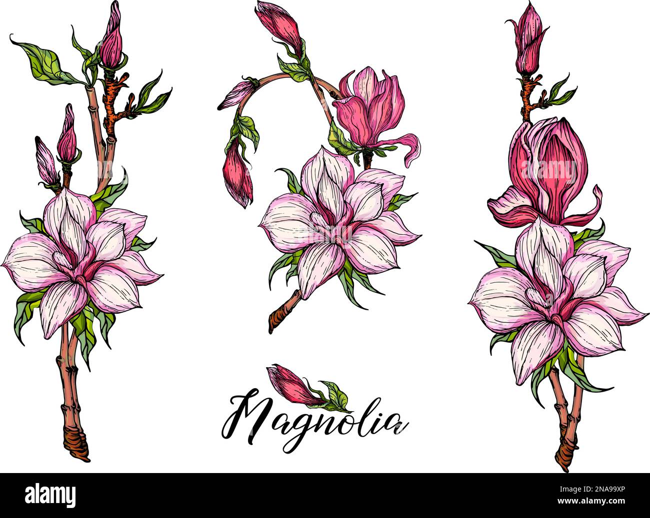 Set of vector flower arrangements with Magnolia flowers. Delicate ...