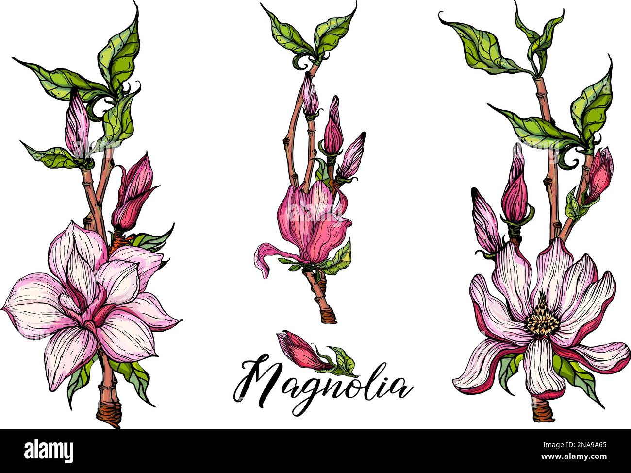 Set of vector flower arrangements with Magnolia flowers. Delicate ...